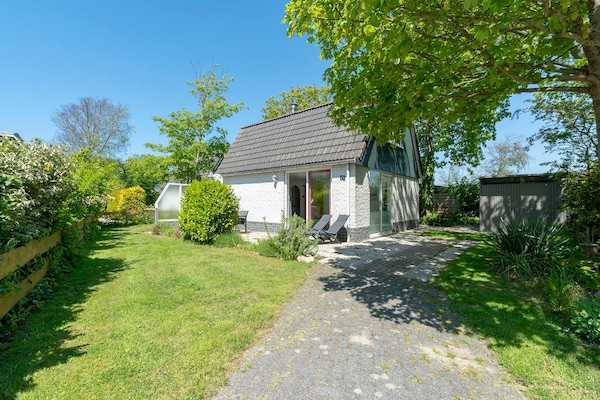 Campanula 52 - Petten